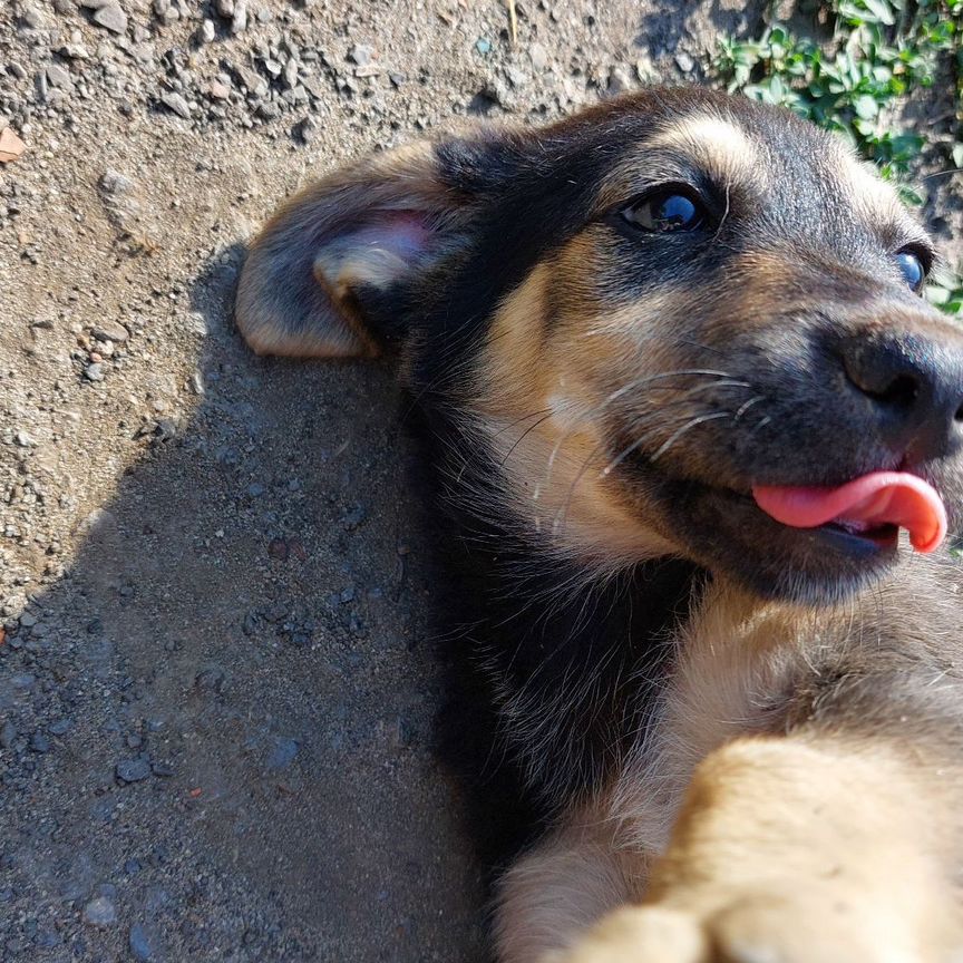 Щенок в добрые руки