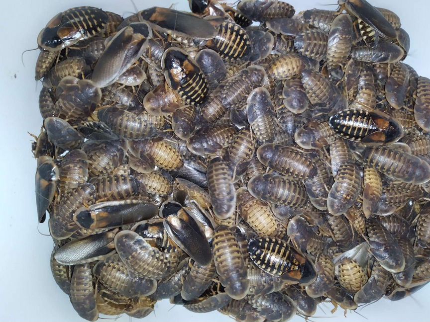 Аргентинский таракан