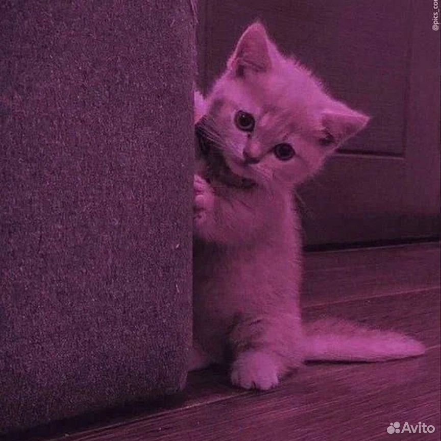 Британская короткошерстная кошка