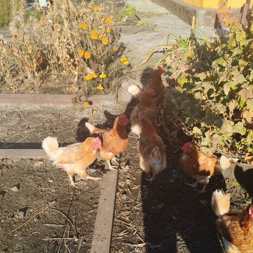 Куры несушки