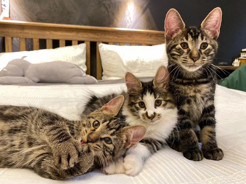 Котята курильский бобтейл