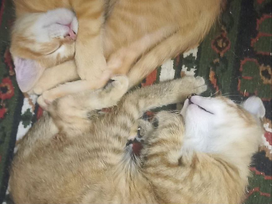 Котята в добрые руки бесплатно