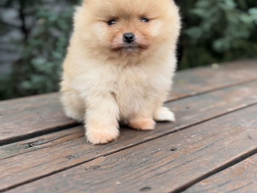 Померанская девочка оранж