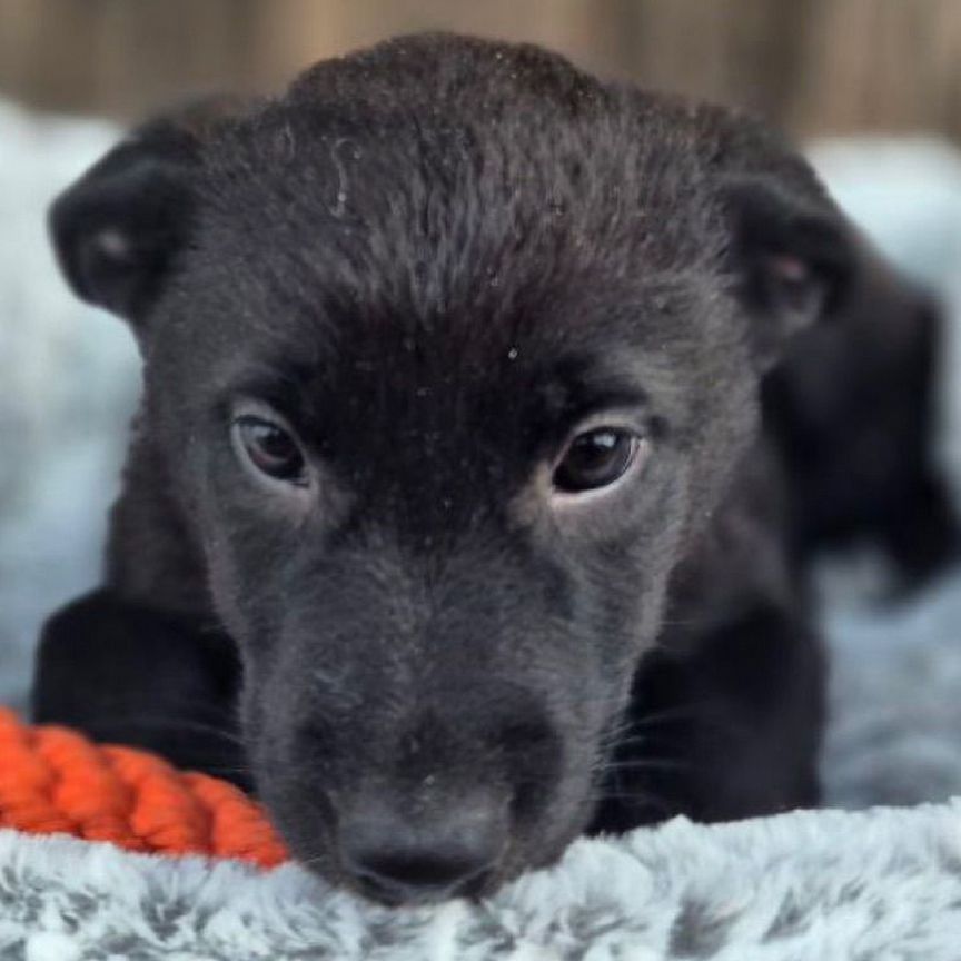 Очаровательный щенок в дар