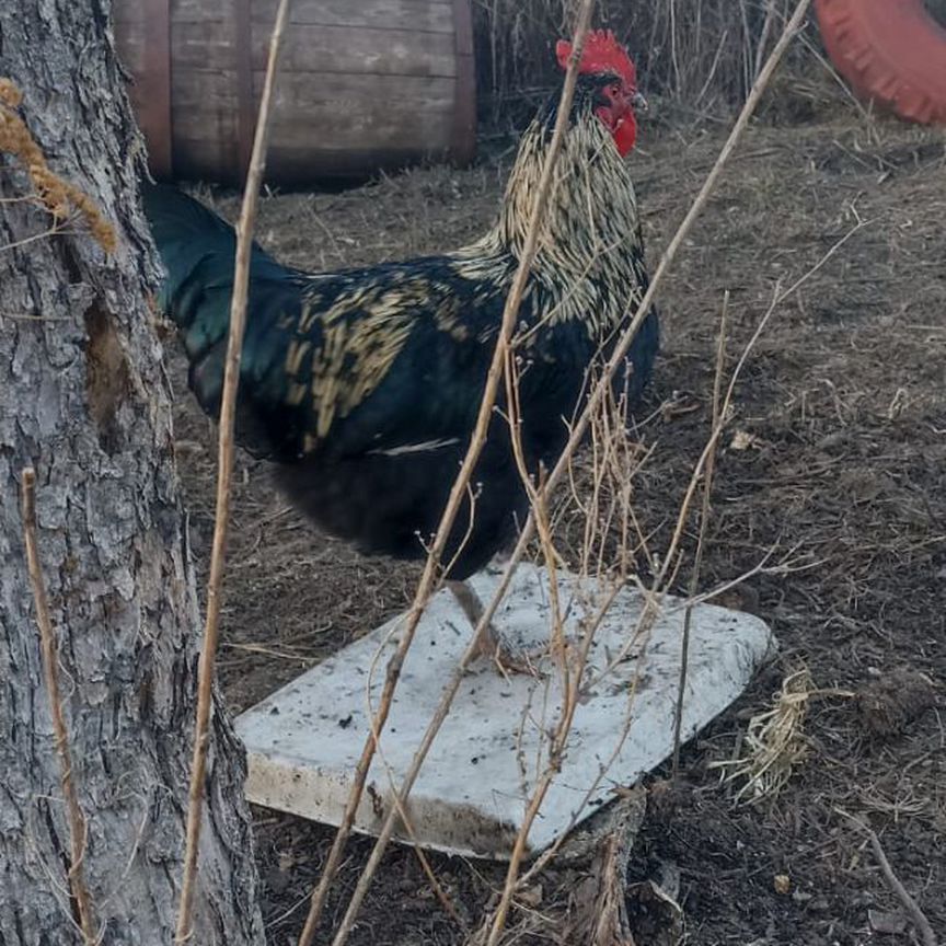 Петухи домашние молодые