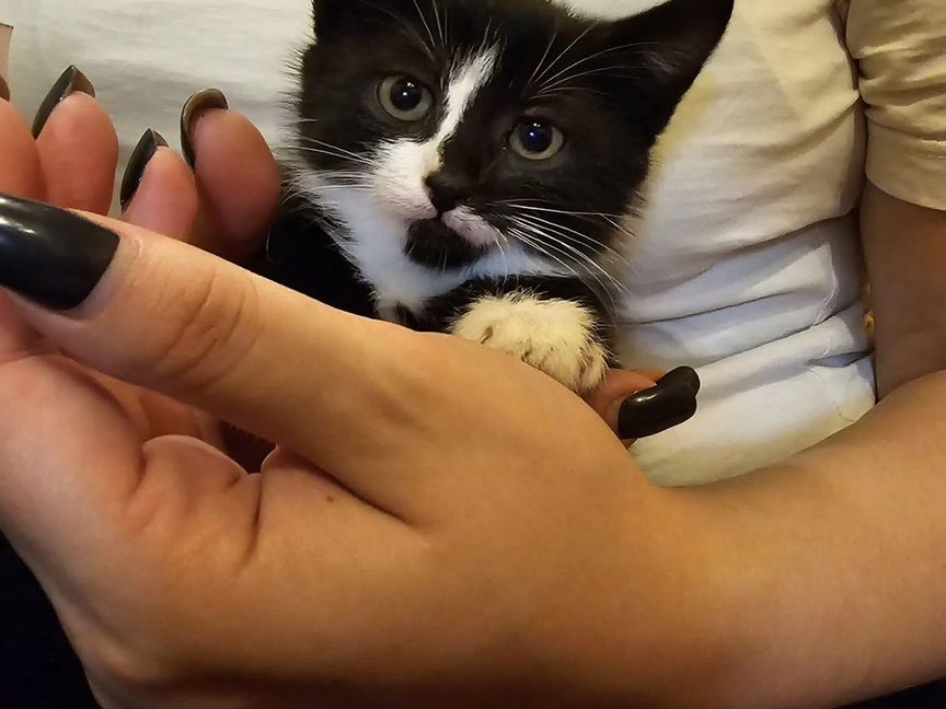 Котенок