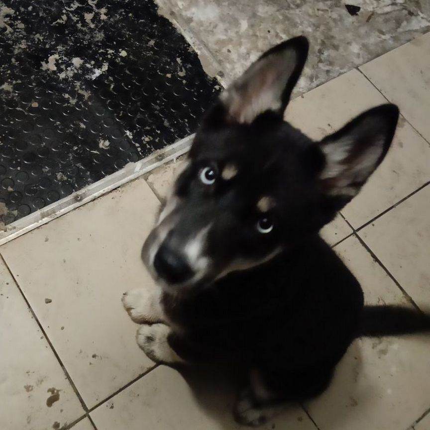 Сибирский хаски, щенок