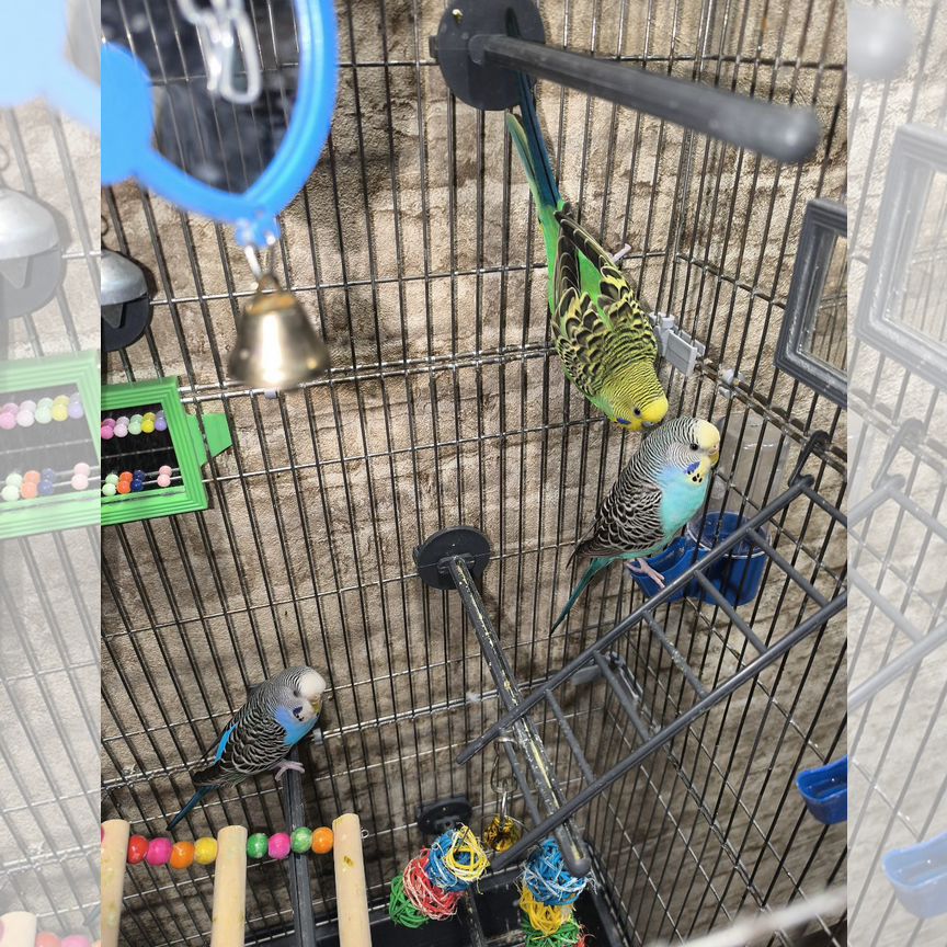 Волнистый попугай мальчик и две девочки с клеткой