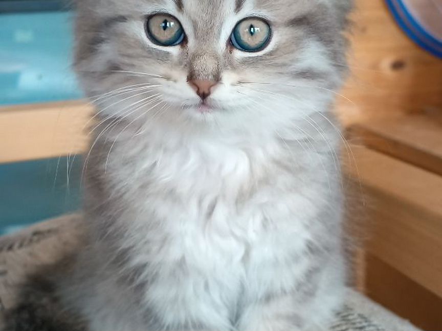 Продам котенка