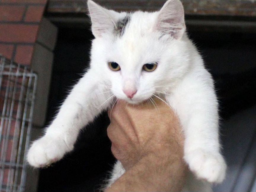 Котенок 3.5 мес