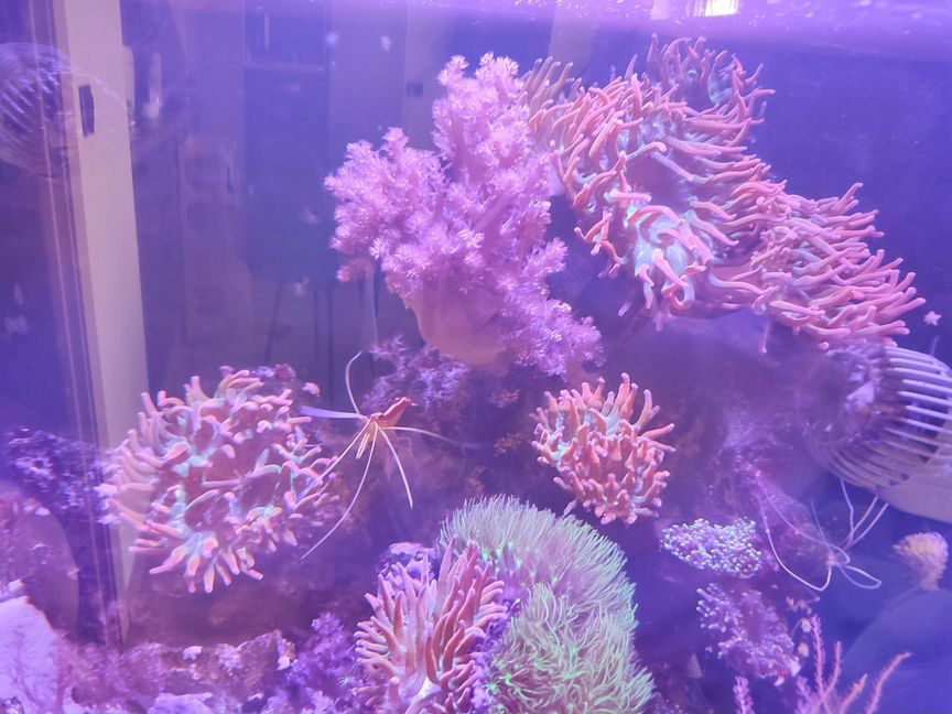 Актиния пузырчатая