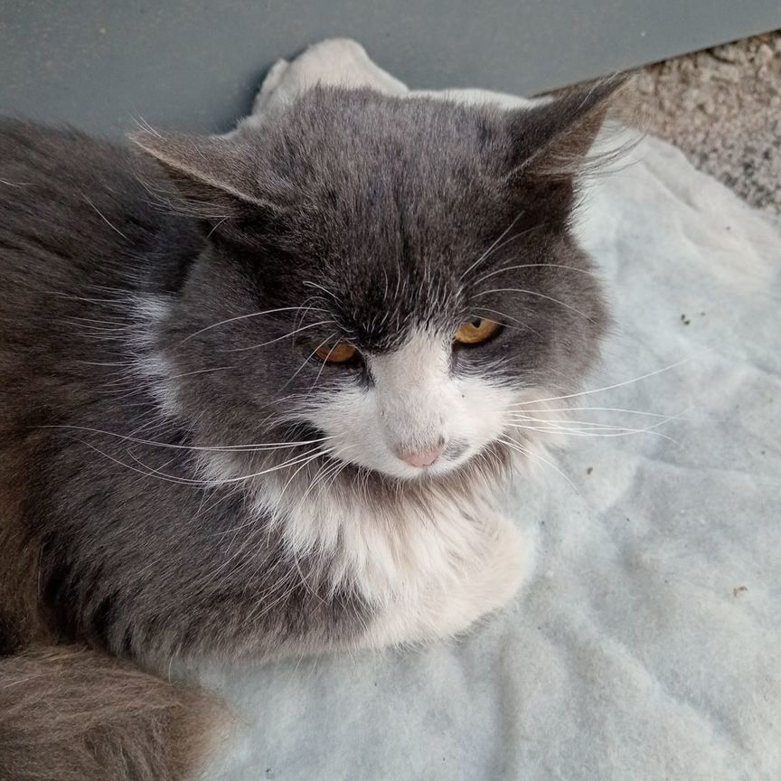 Кошка в дар бесплатно