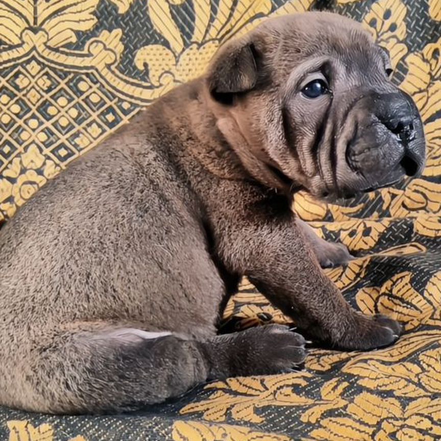 Шарпей, щенок