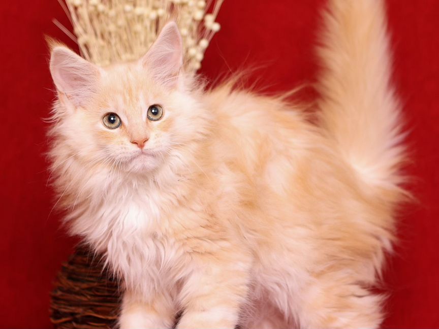 Девочка Мейн-Кун нежное красное серебро