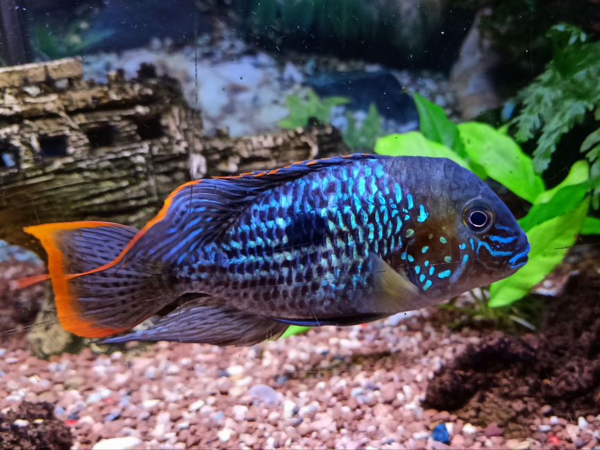 Акара бирюзовая