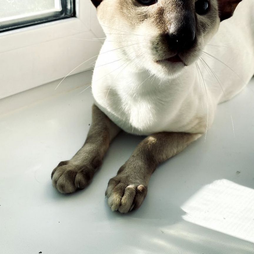 Ориентал сиам с документами