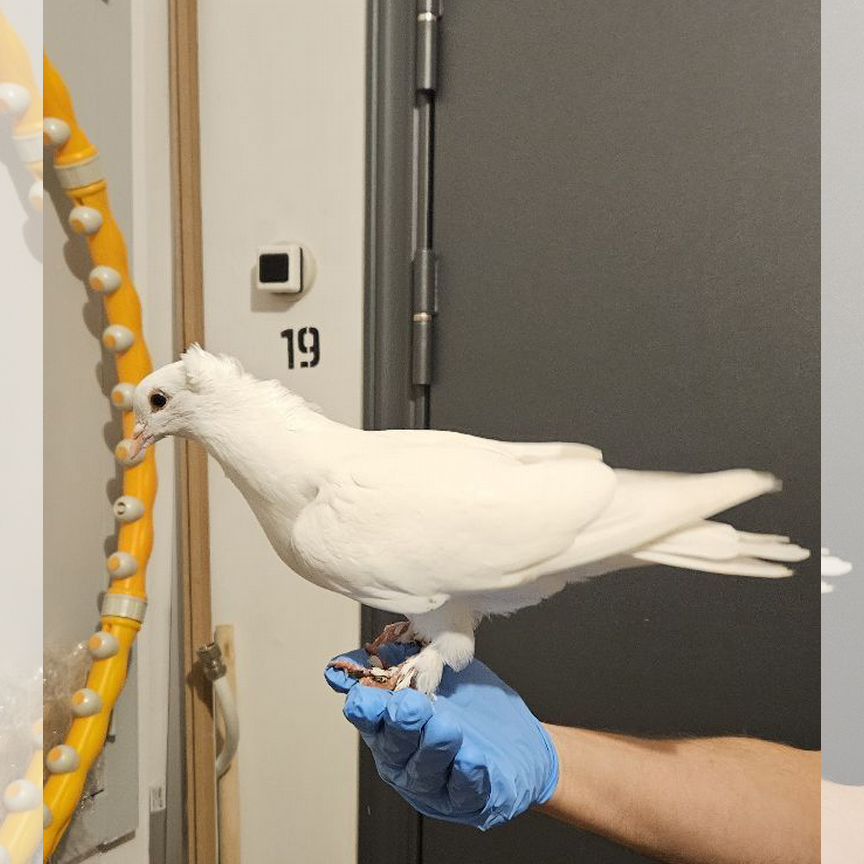 Белый декоративный голубь