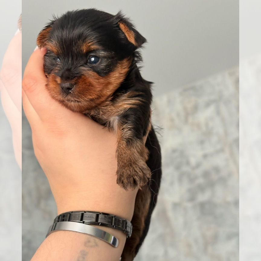 Йоркширский терьер, щенок