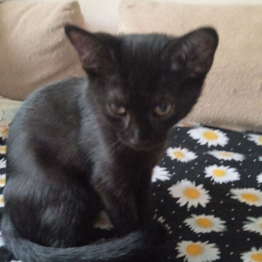 Бурманская кошечка