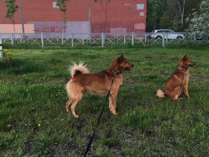 Щенки карело-финской лайки