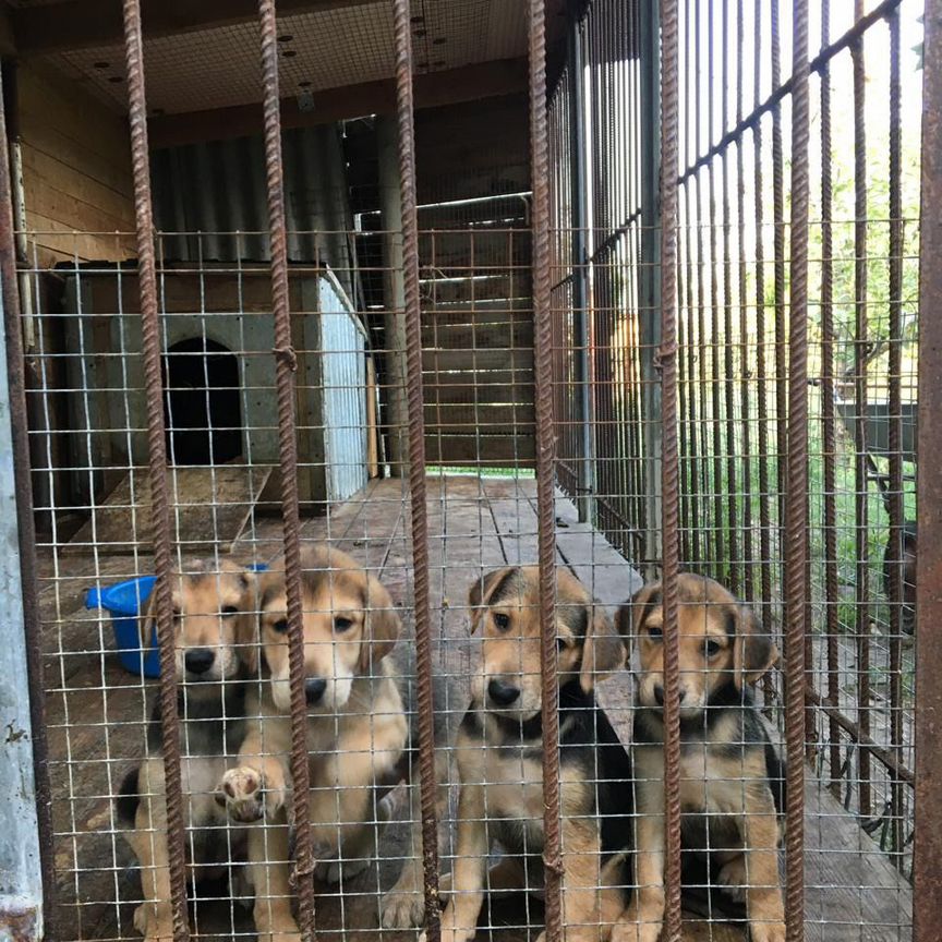 Щенки русской гончей