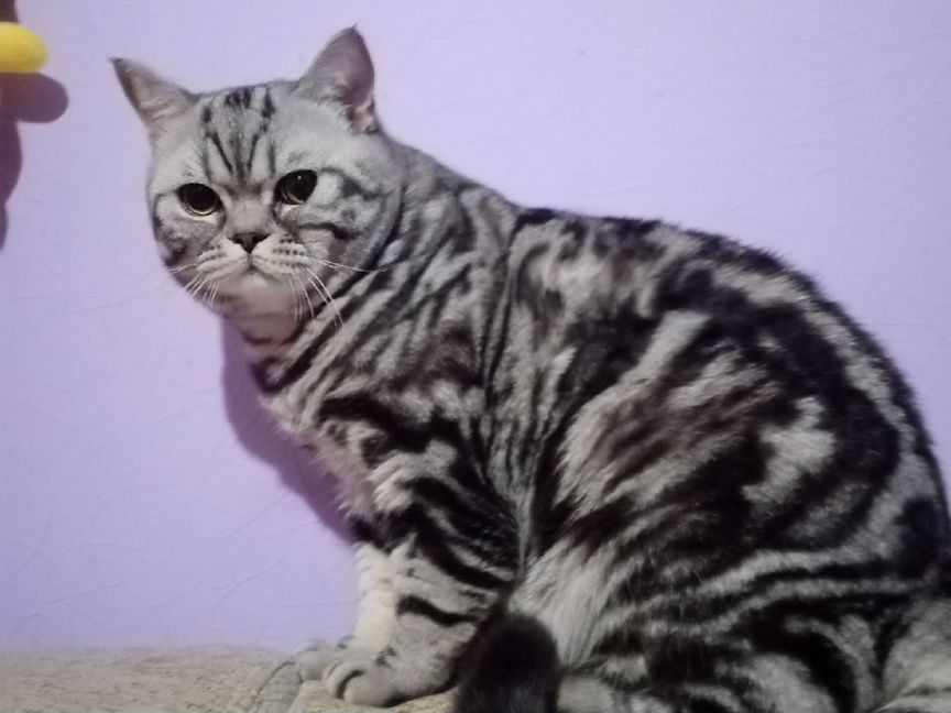 Шотландский кот вязка