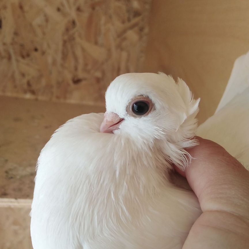 Статные голуби