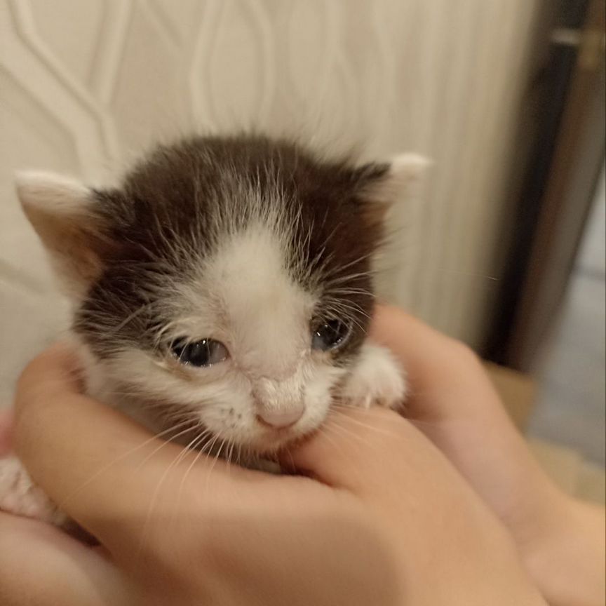 Отдаётся котик в добрые руки