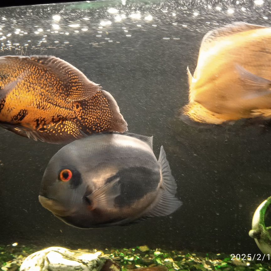 Продам 2 взрослых астронотусов и 1 уару