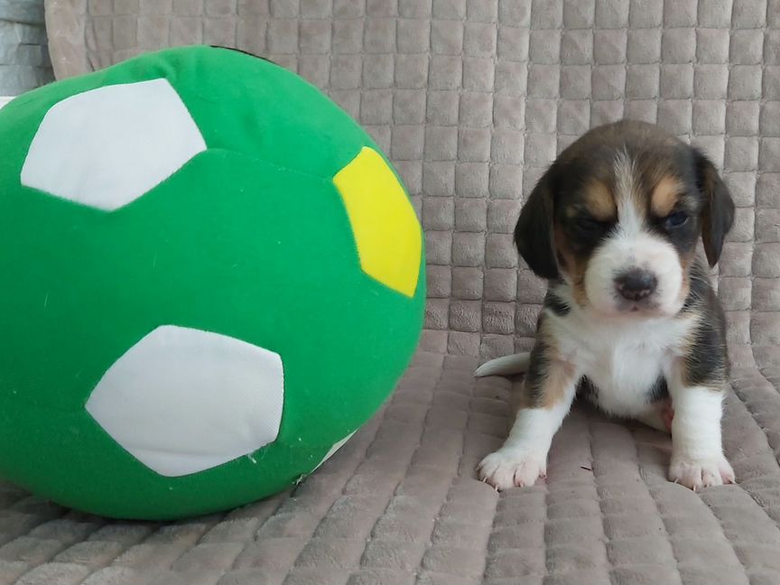 Щенки бигль