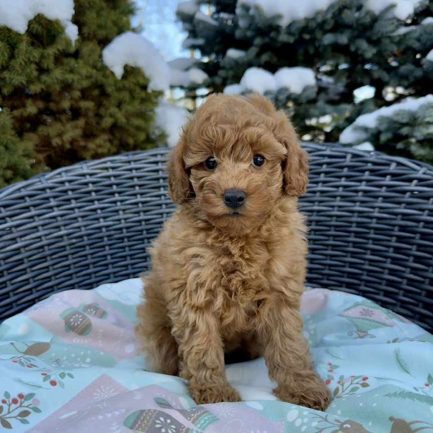 Той-пудель девочка РКФ мини