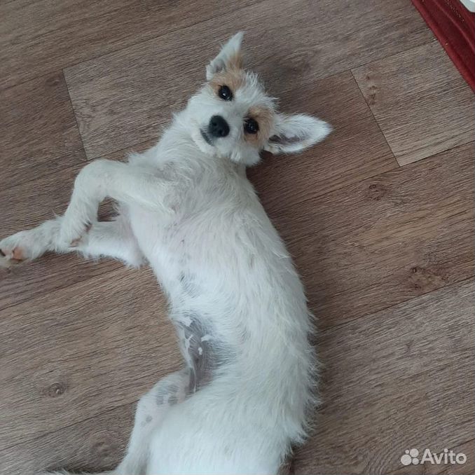 Щенок девочка в добрые руки метис джекрассел терье