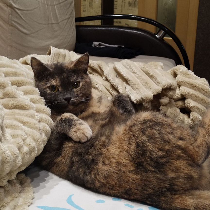 Котята и кошки