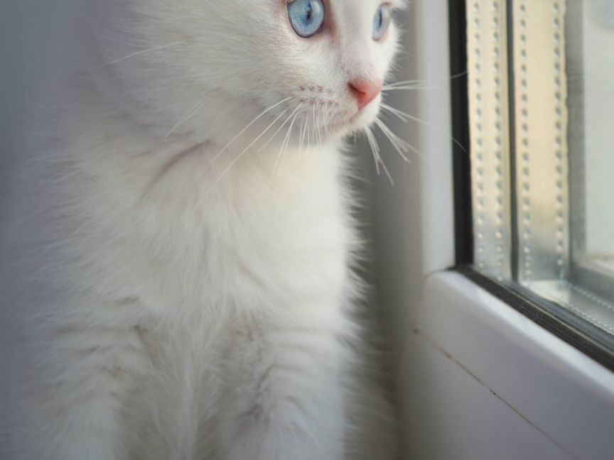 Белый котёнок мальчик