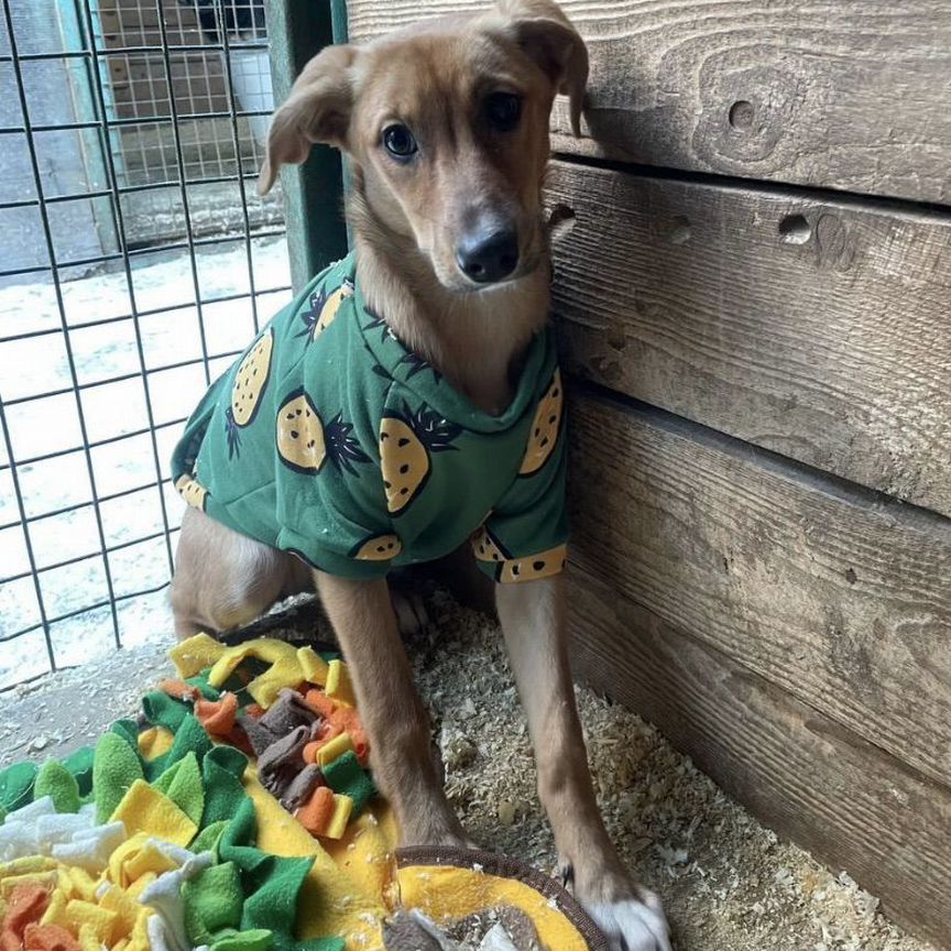 Щенок в добрые руки