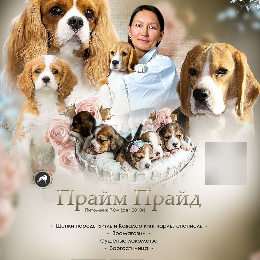 Щенки Кавалер кинг чарльз спаниель, Бигль