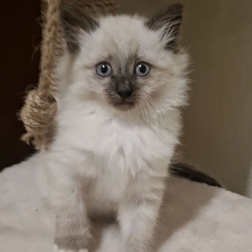 Котята сибирские невские