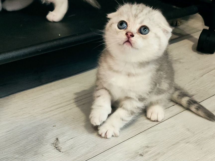 Шотландская вислоухая шиншилла