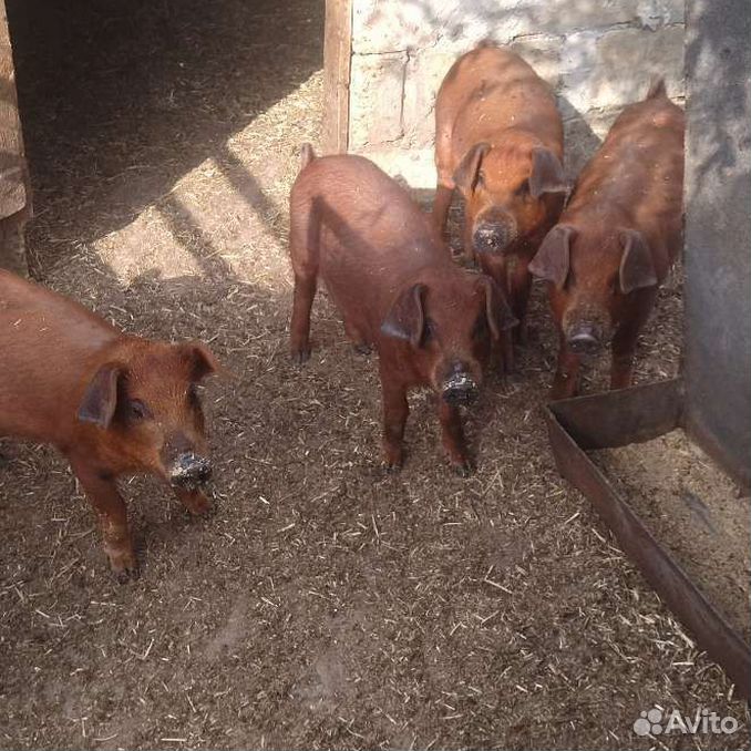 Поросята дюрок