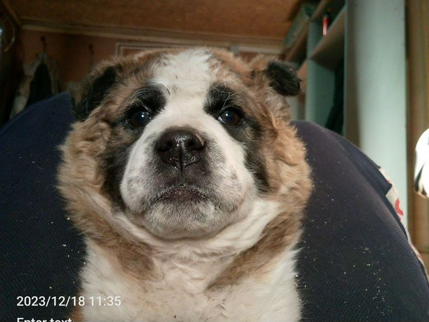 Собака в добрые руки