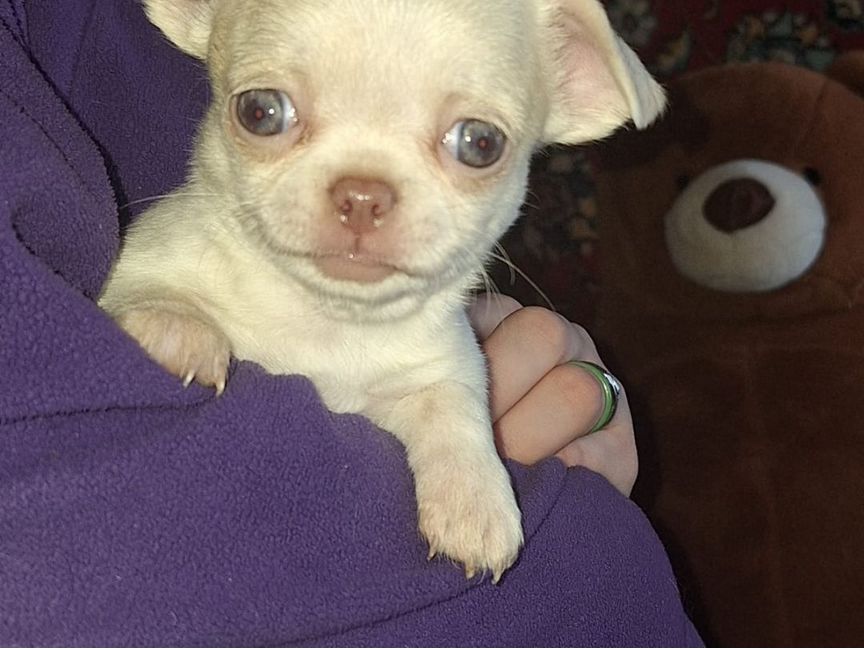 Классные девочки чихуашечки