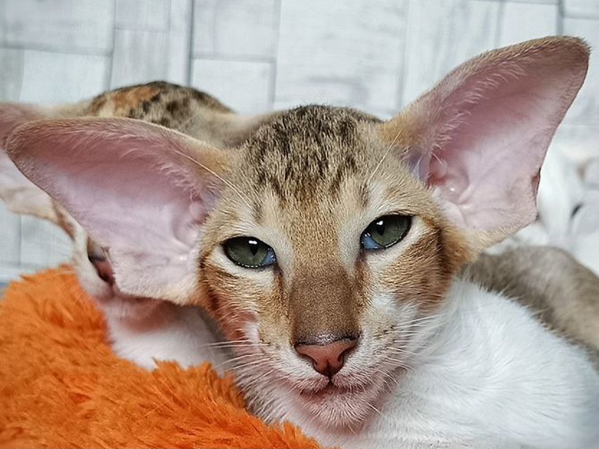 Птица Говорун (ориентальный котенок)