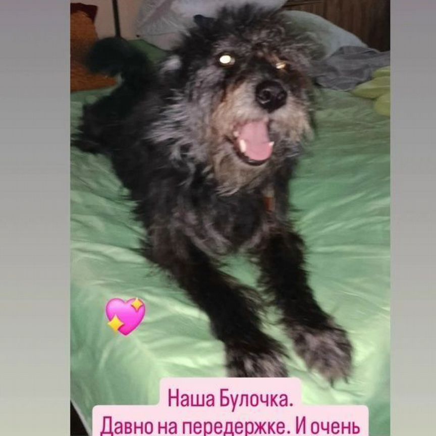 Взрослая собака в добрые руки