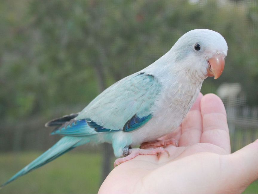 Калита Монах синий