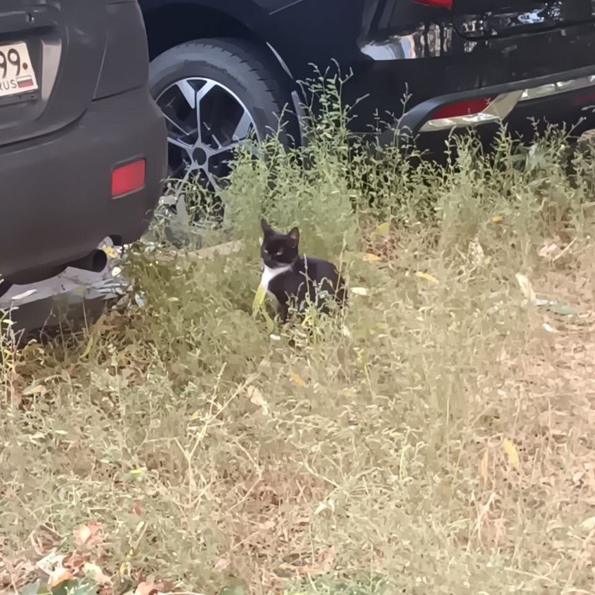 Спасите котика