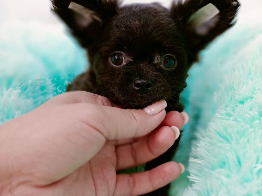 Невероятный чебурашка мальчик чихуахуа