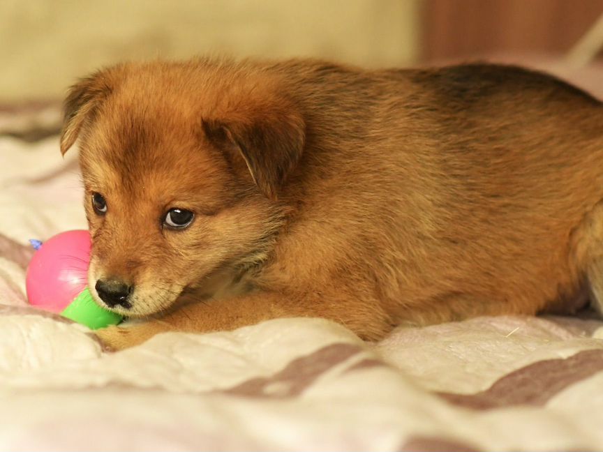 Щенок Пуговка в добрые руки