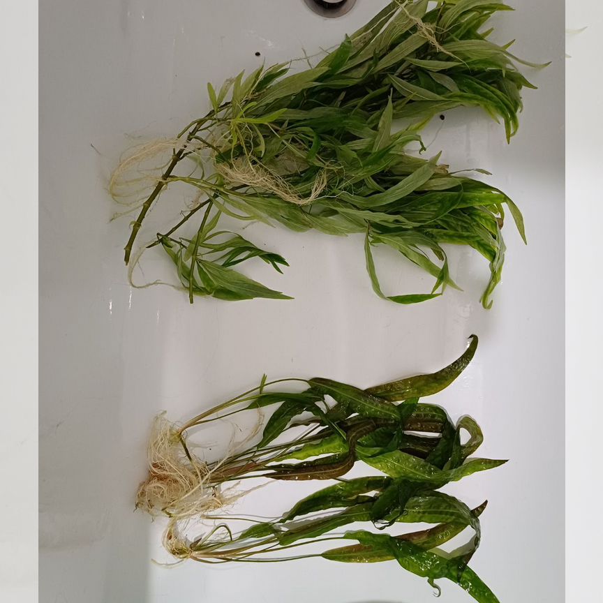 Аквариумные растения прополка