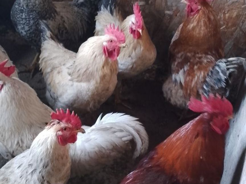 Молодые петухи