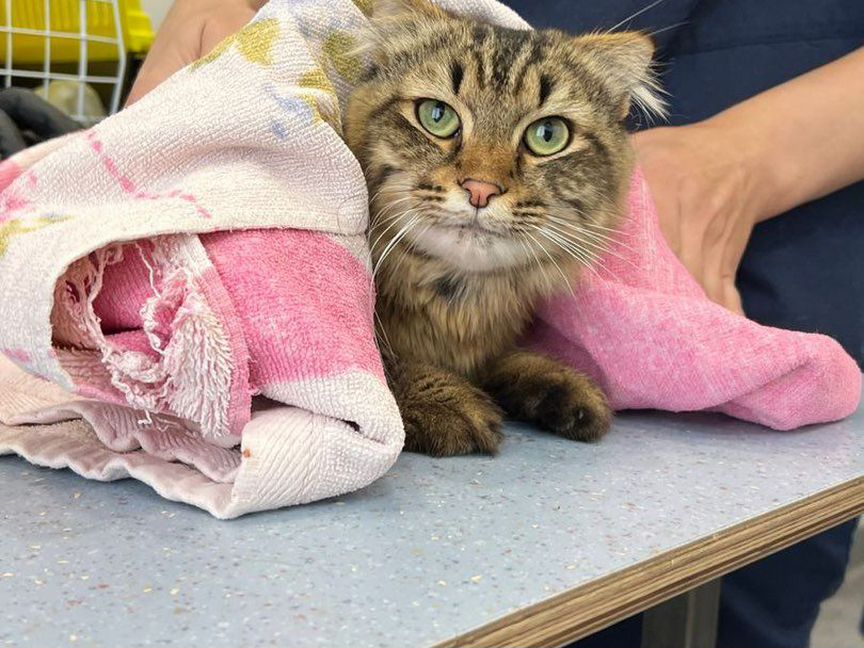 Кошка в дар